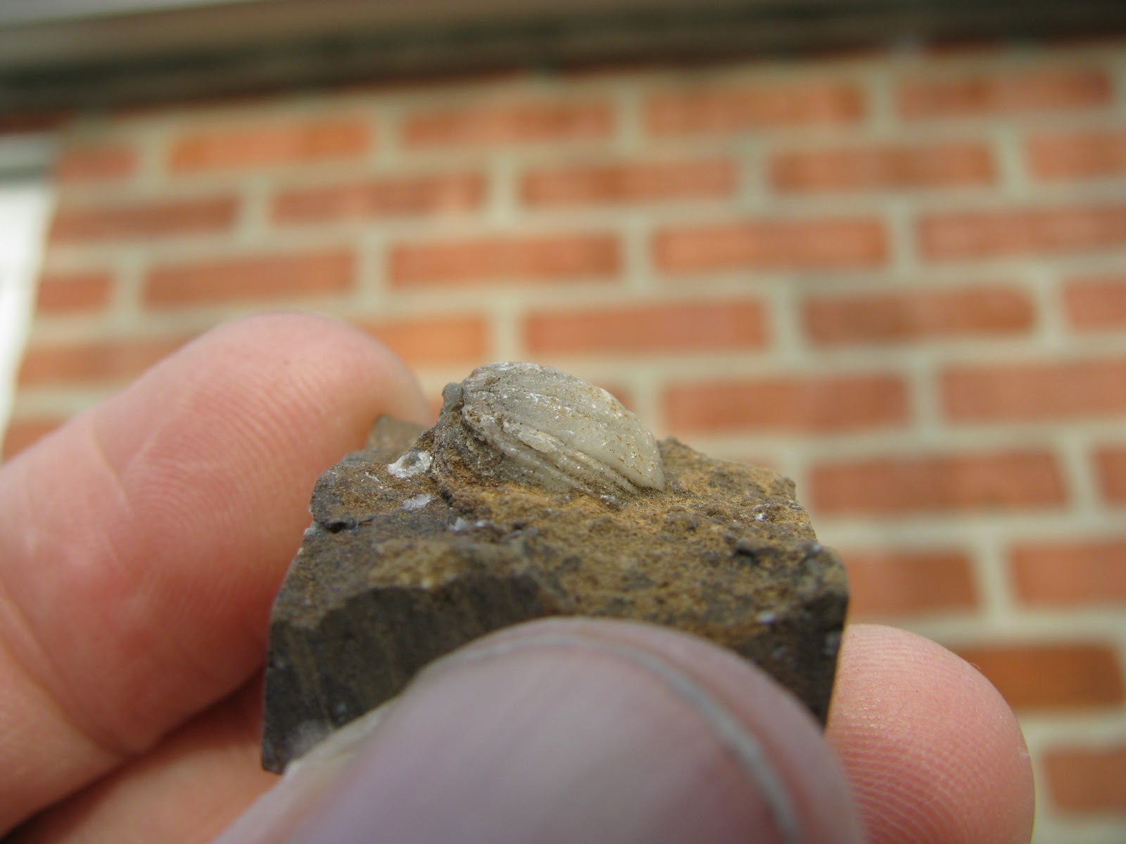 Views of the Mahantango: Cryptoblastus melo from Missouri