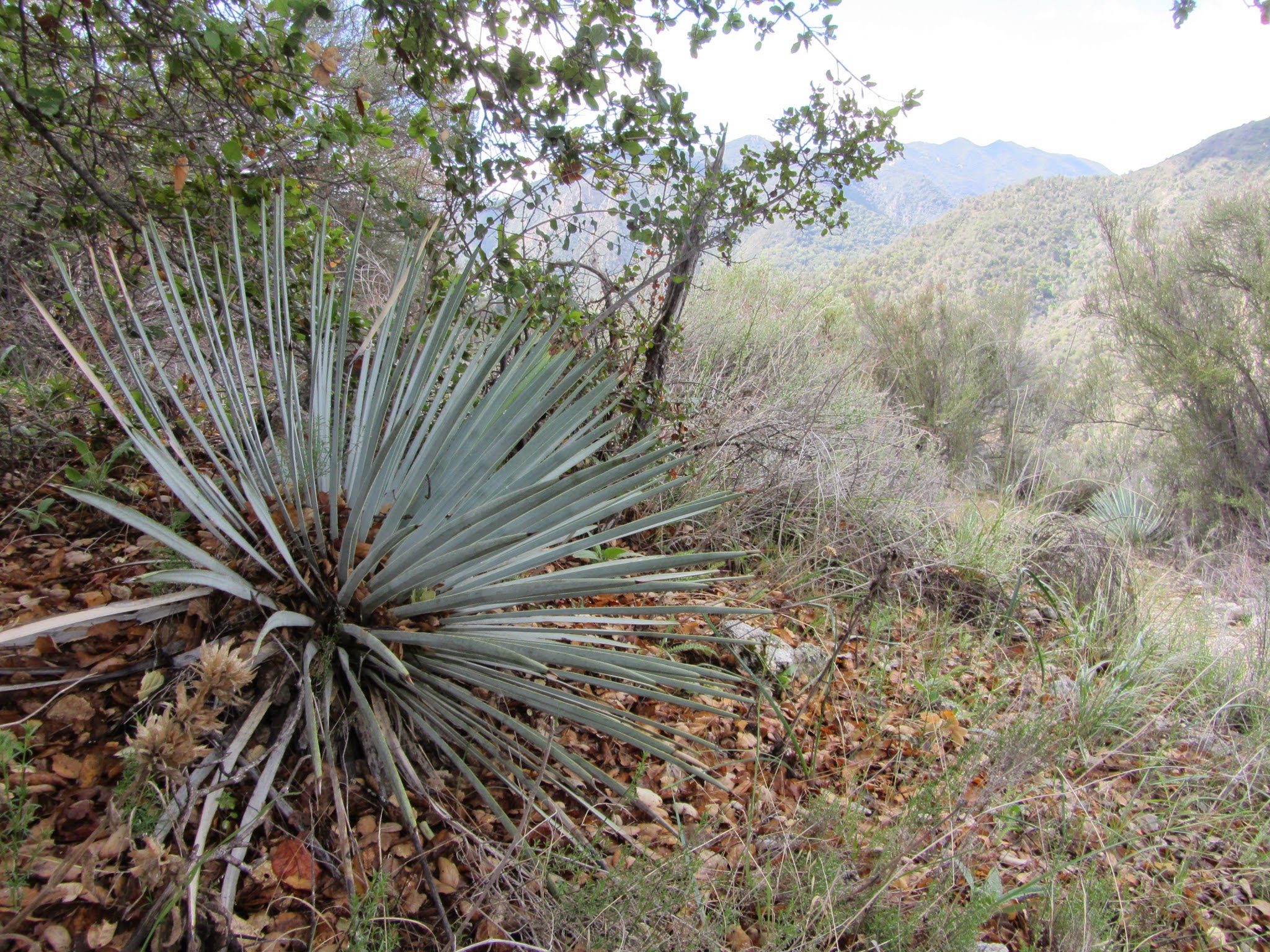 We Be Trekkin: Arroyo Seco Gorge/Santa Lucia Trail- Ventana Wilderness, CA