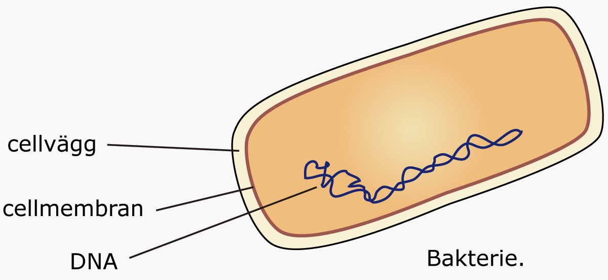 sams blogg : Celler, bakterier och virus