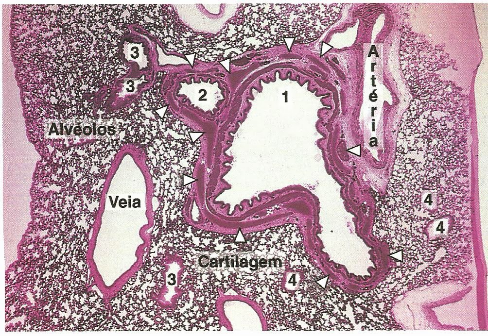Histologia: Sistema Respiratório