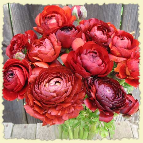 Garden list 9-Ranunculus..... ~ Amore, Linguine and Me