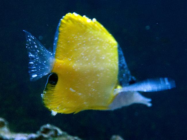 Jacks Evolutionary Biology Blog: Post 6: Lymphocystis