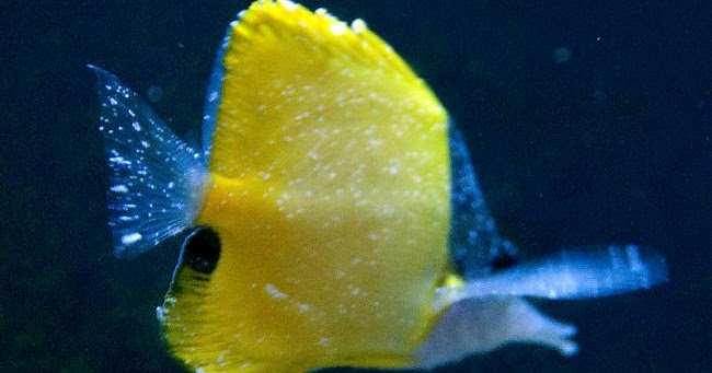 Jacks Evolutionary Biology Blog: Post 6: Lymphocystis