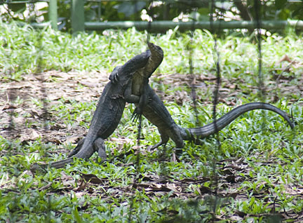 wild shores of singapore: When lizards hug, what does it mean?