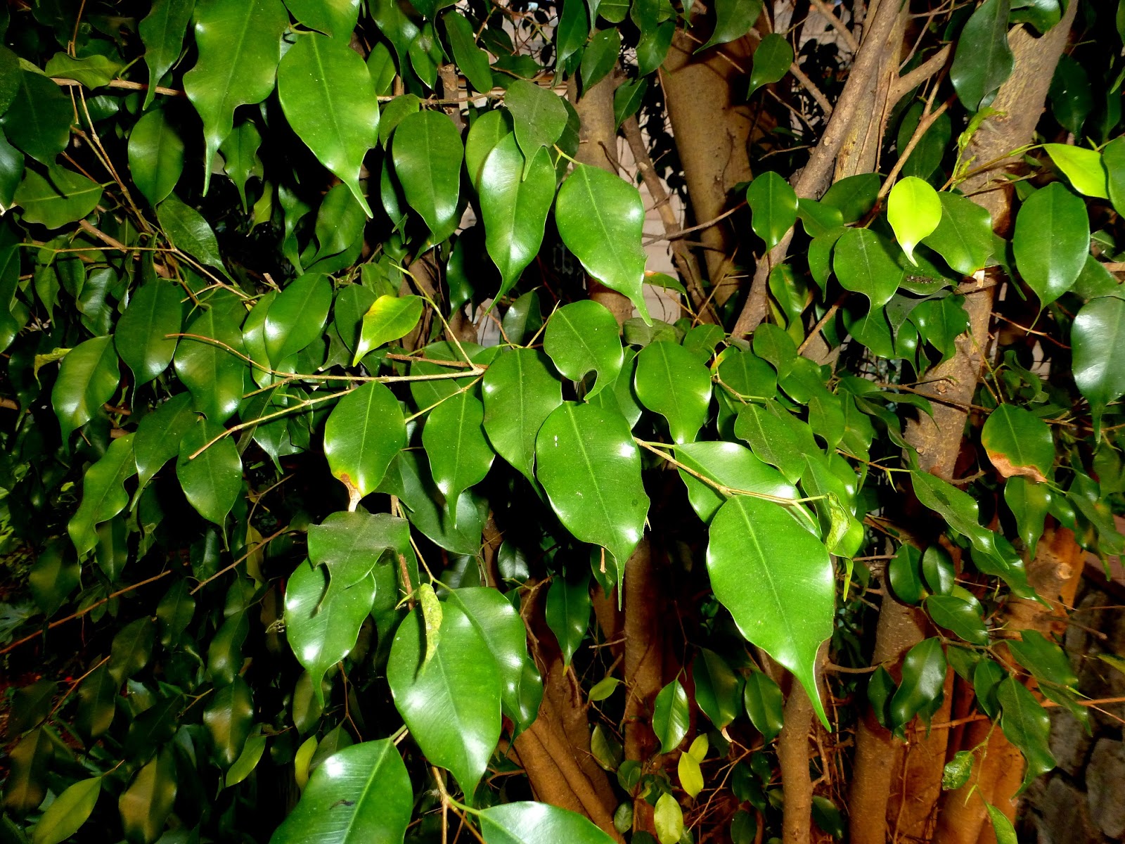 Árboles con alma: Ficus Benjamina. Matapalo. (Ficus benjamina)