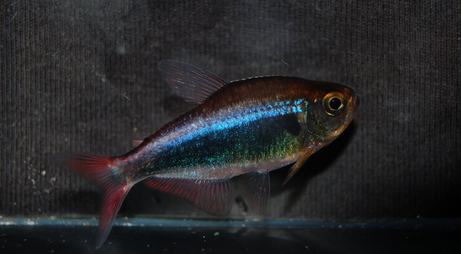 PIER AQUATICS NEW ARRIVALS: Hyphessobrycon 'Bleeding Blue'