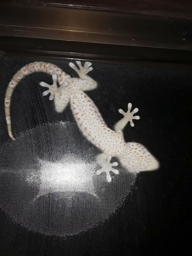 PHILIPPINE DESTINY: Butiki And Tuko Lizards Of The Philippines