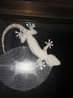 PHILIPPINE DESTINY: Butiki And Tuko Lizards Of The Philippines