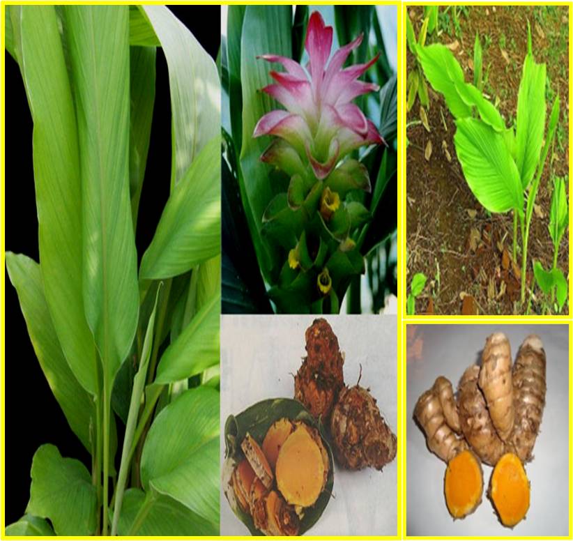 Etnomed: TEMULAWAK DAN MANFAATNYA DALAM PEMELIHARAAN KESEHATAN