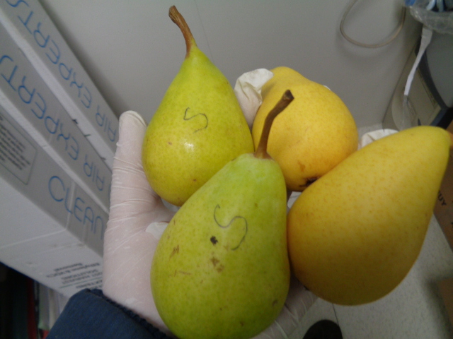 Pera Coscia / Ercolini