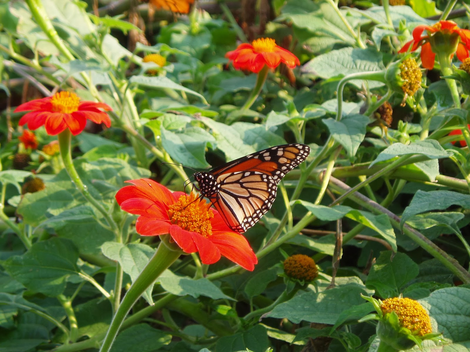 Rotary Botanical Gardens - Hort Blog: Tease Monarchs With Tithonia