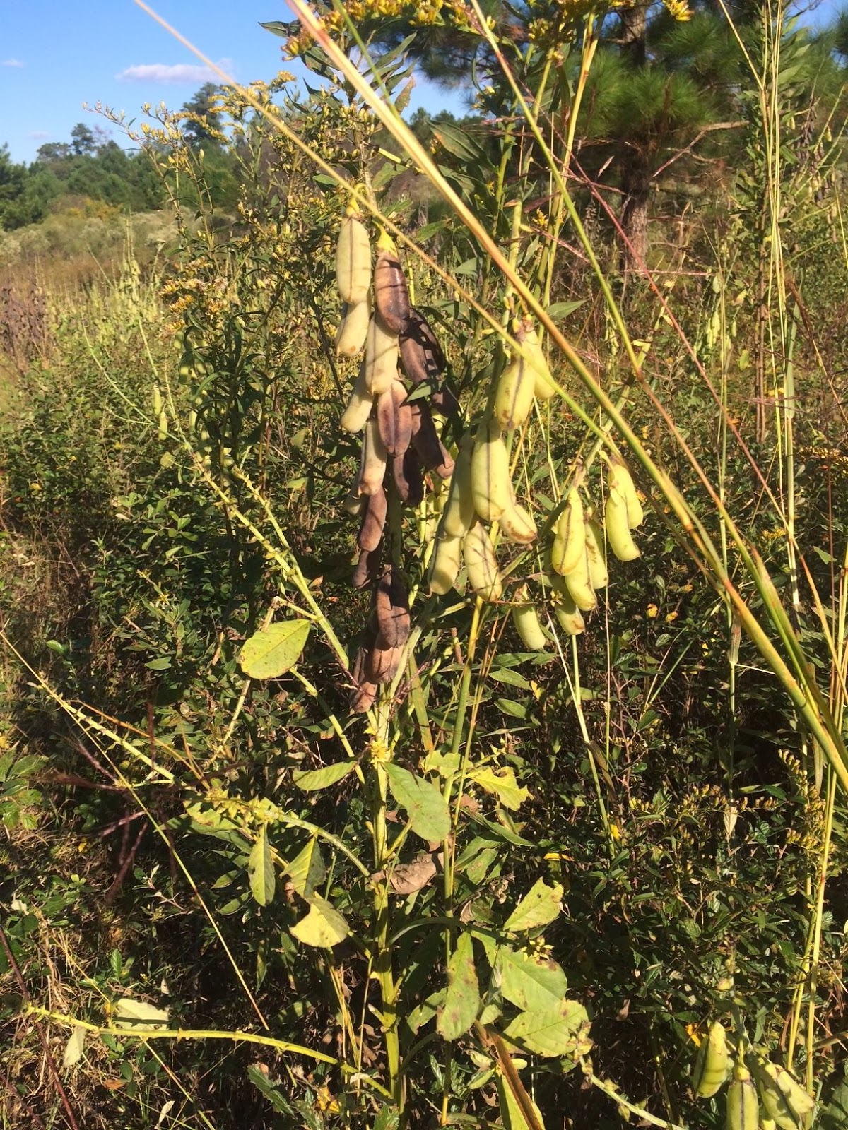 Michael Porter, Equine Veterinarian: Rattle box (Crotalaria spp) in ...