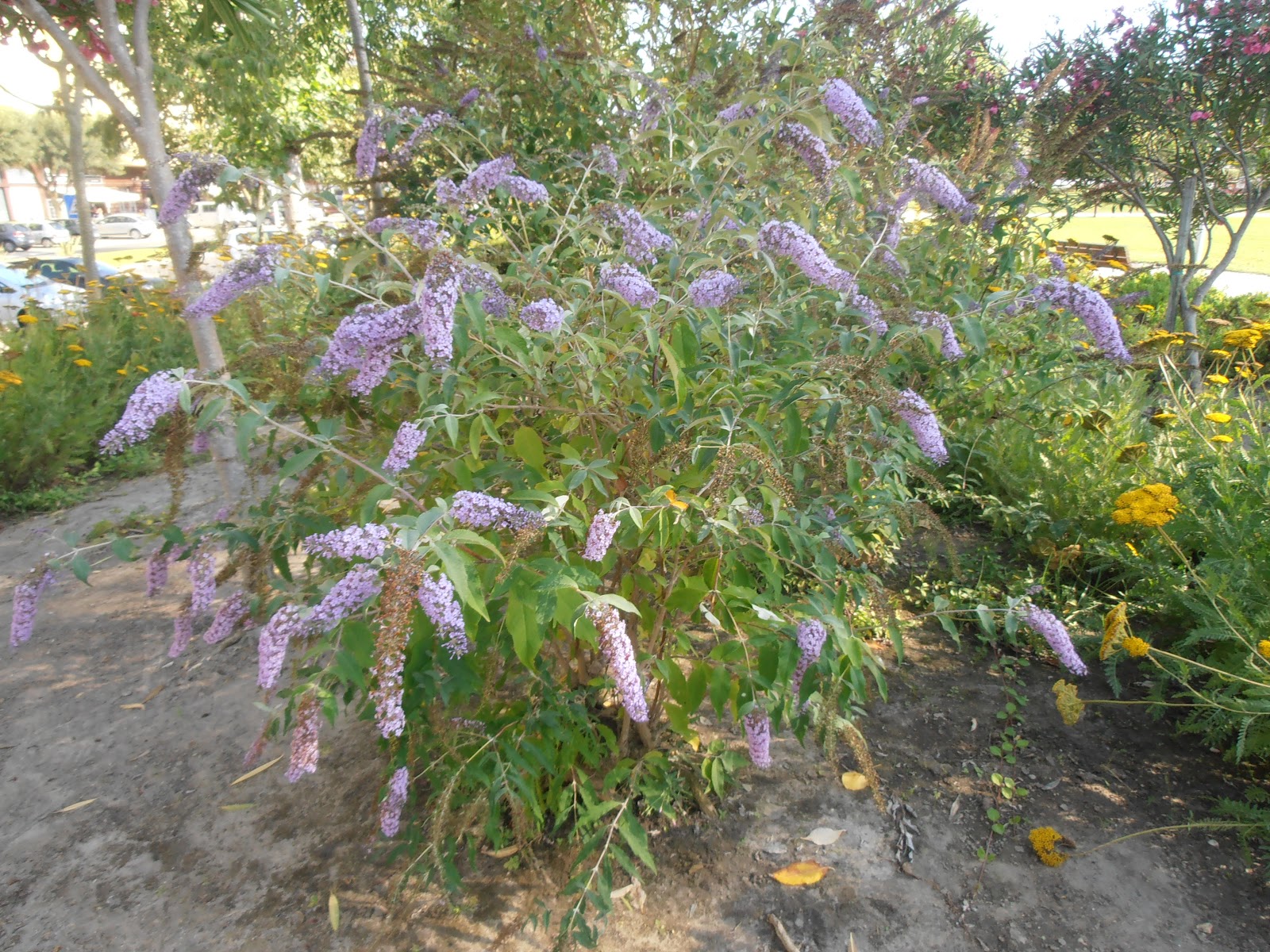 BUDDELIA: Buddleja davidii | Plantas rioMoros