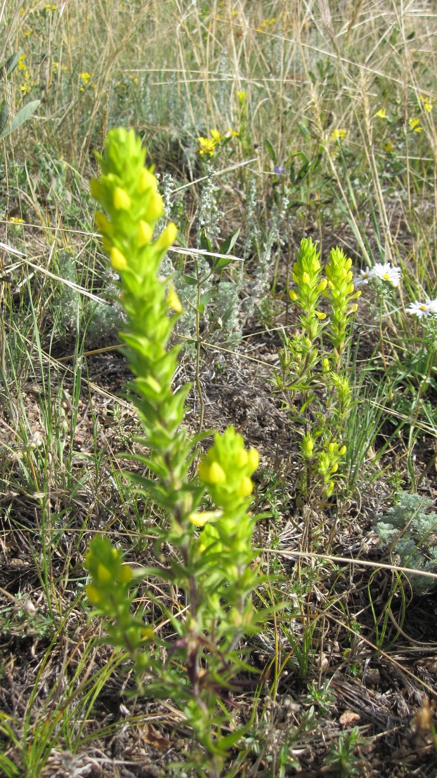 Innie Me: Colorado Wildflowers - Yellow