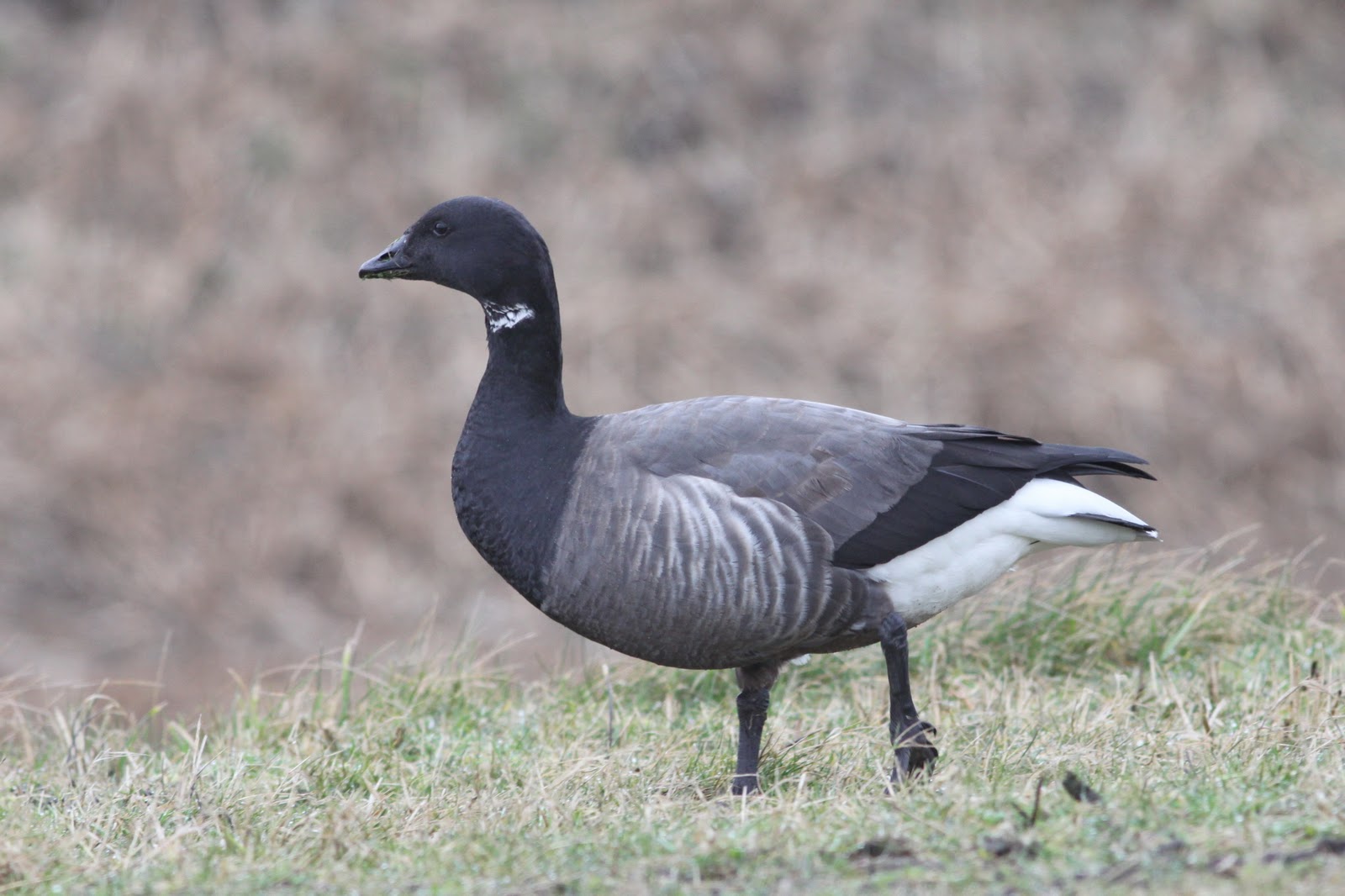 De Vogelaars: Rotganzen op Texel Ganzenreservaat Zeeburg 26 februari 2011