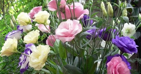 pengetahuan bunga: Bunga Eustoma Arti simbolis dan makna warna