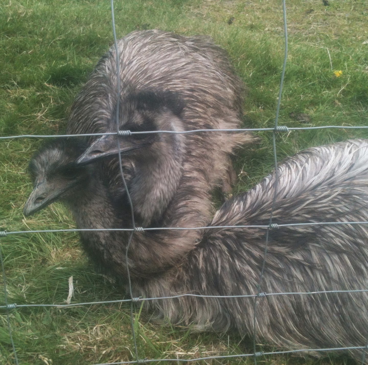 Emu Farming Made Easy: Follow our Emu Chick Hatch-a-long
