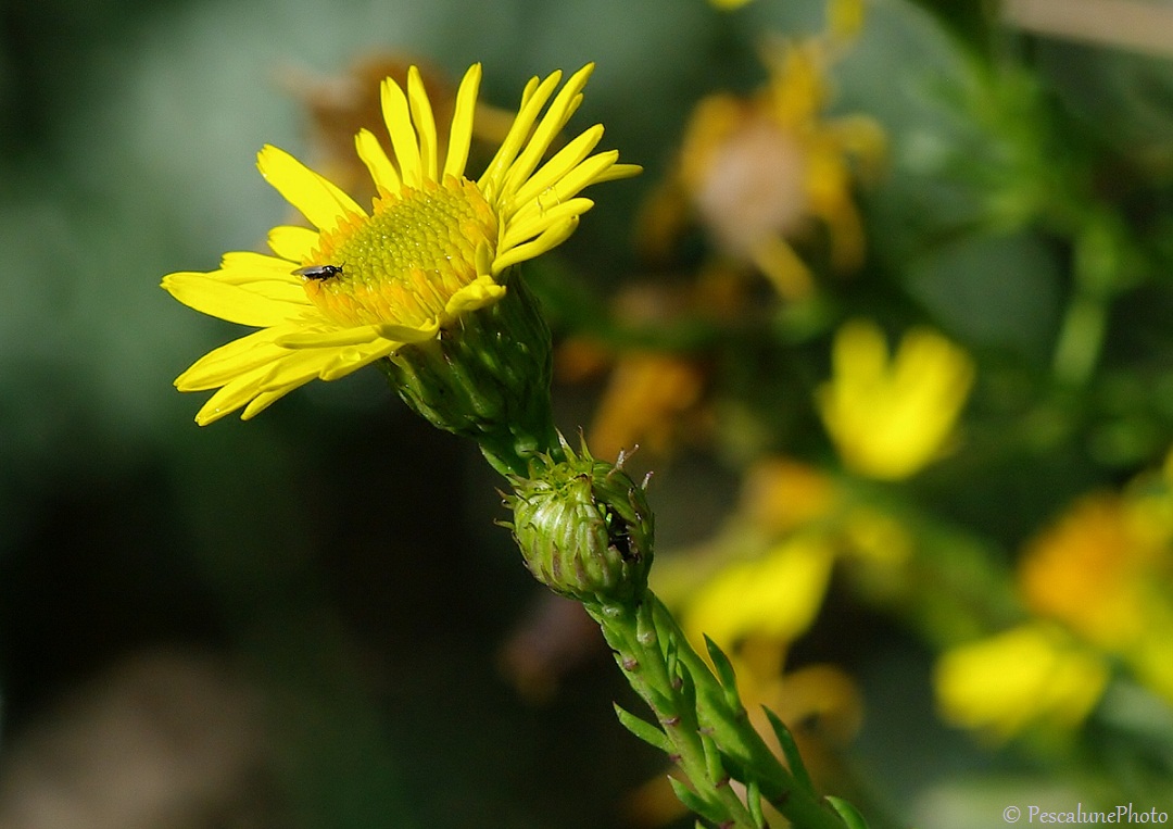 Flore de Camargue: Inula crithmoides, Inule perce-pierre