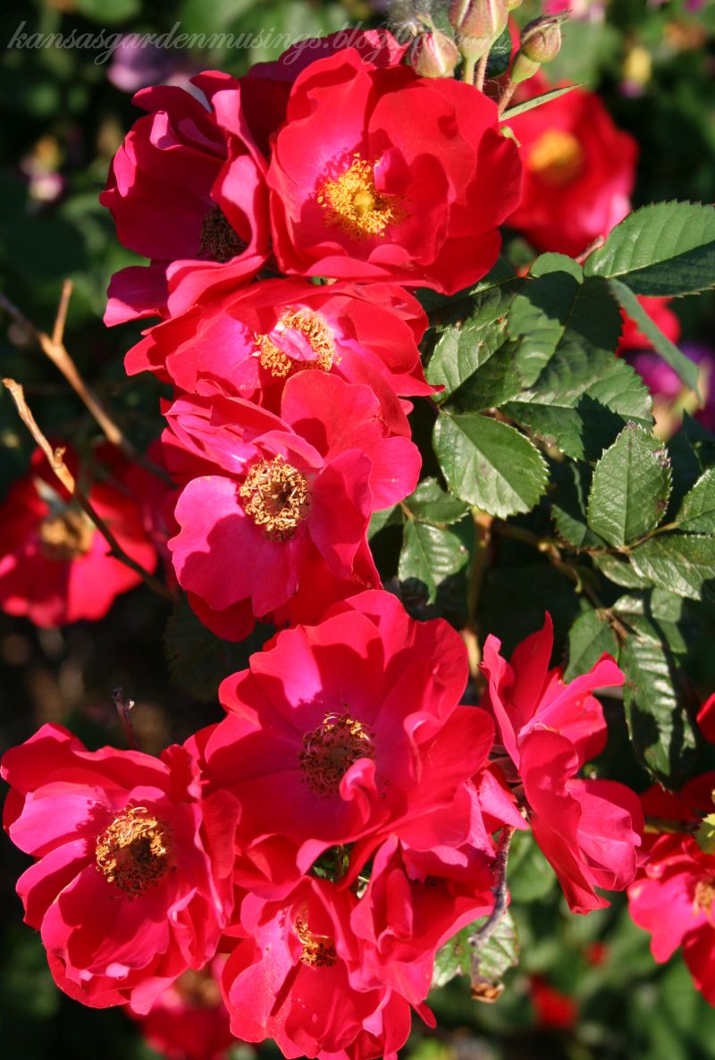 Garden Musings: Canadian Roses