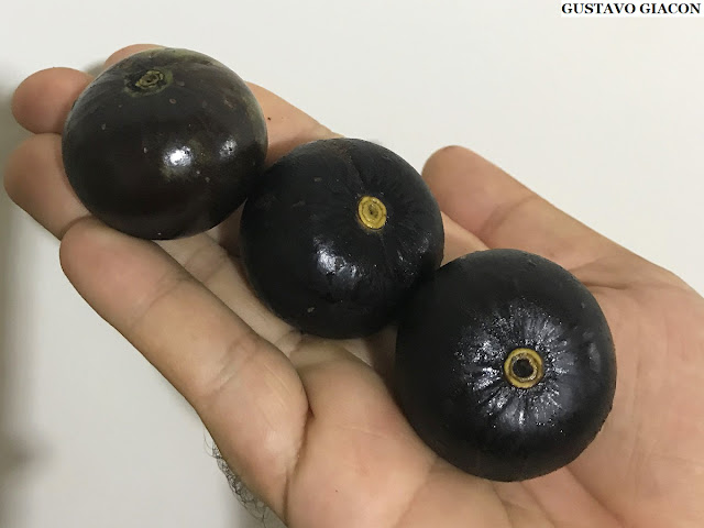 Viveiro Ciprest - Plantas Nativas e Exóticas: Puruí ou Marmelada do ...