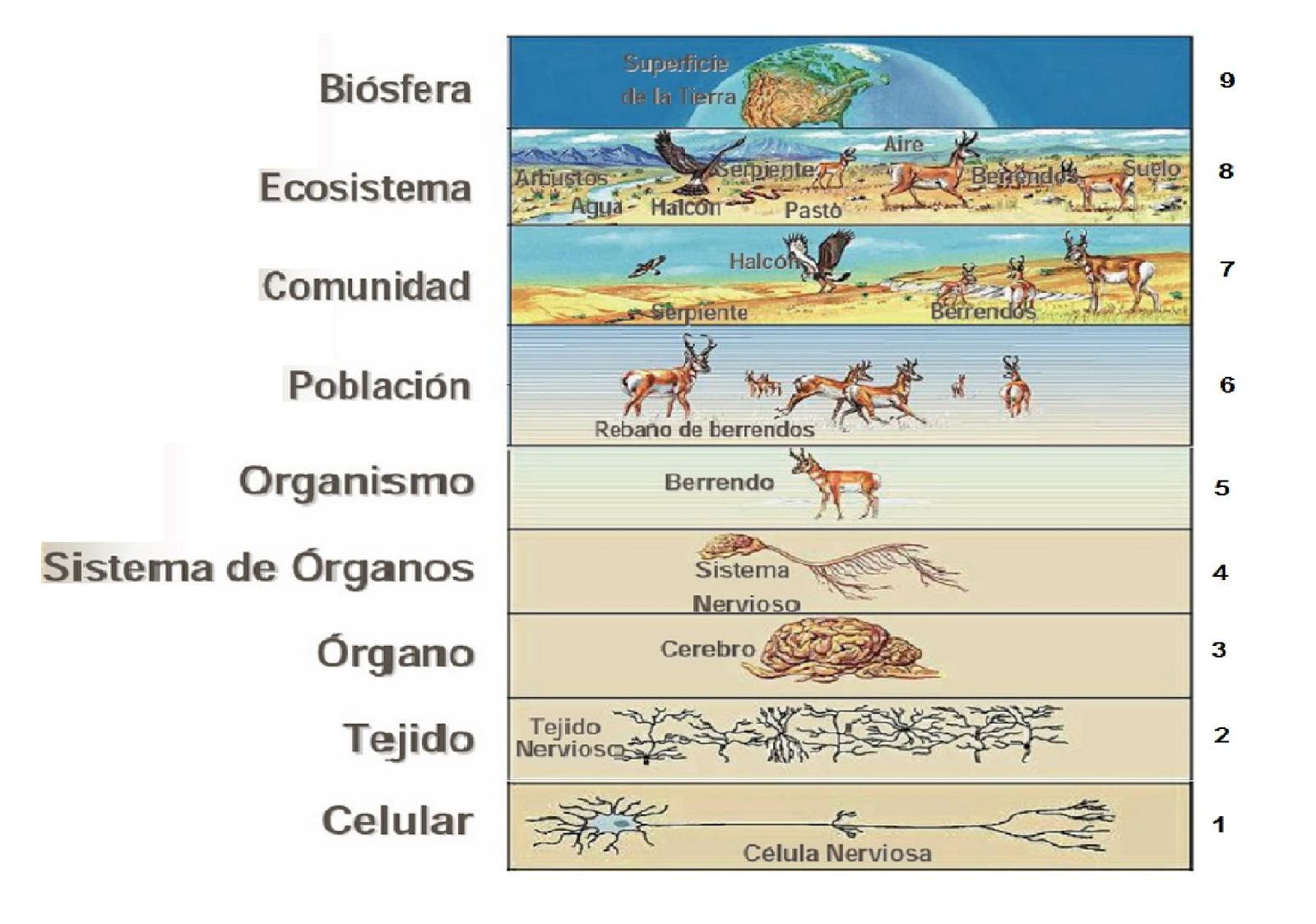 Biología: Organismo y Ambiente