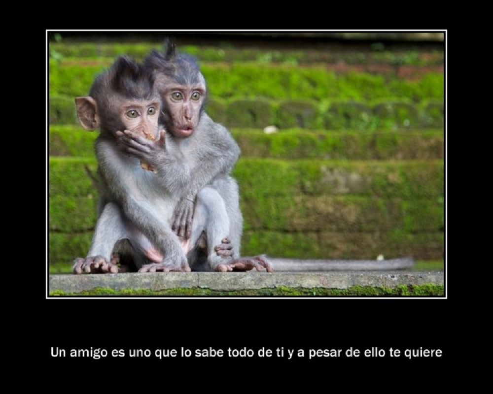 Imágenes de desmotivaciones.***