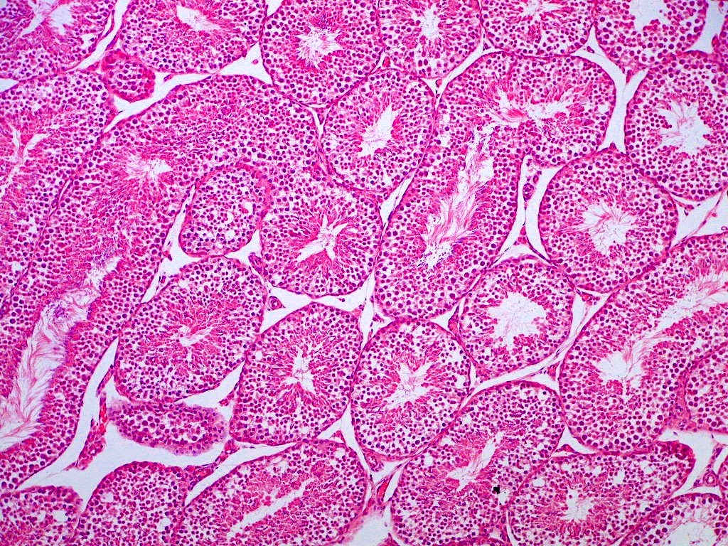 SOS BIOLOGIA CELULAR Y TISULAR: GENITAL MASCULINO. TESTICULO