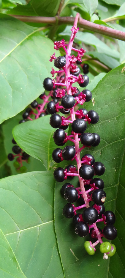 The Nature Geek: American Pokeweed: Deadly and Delicious