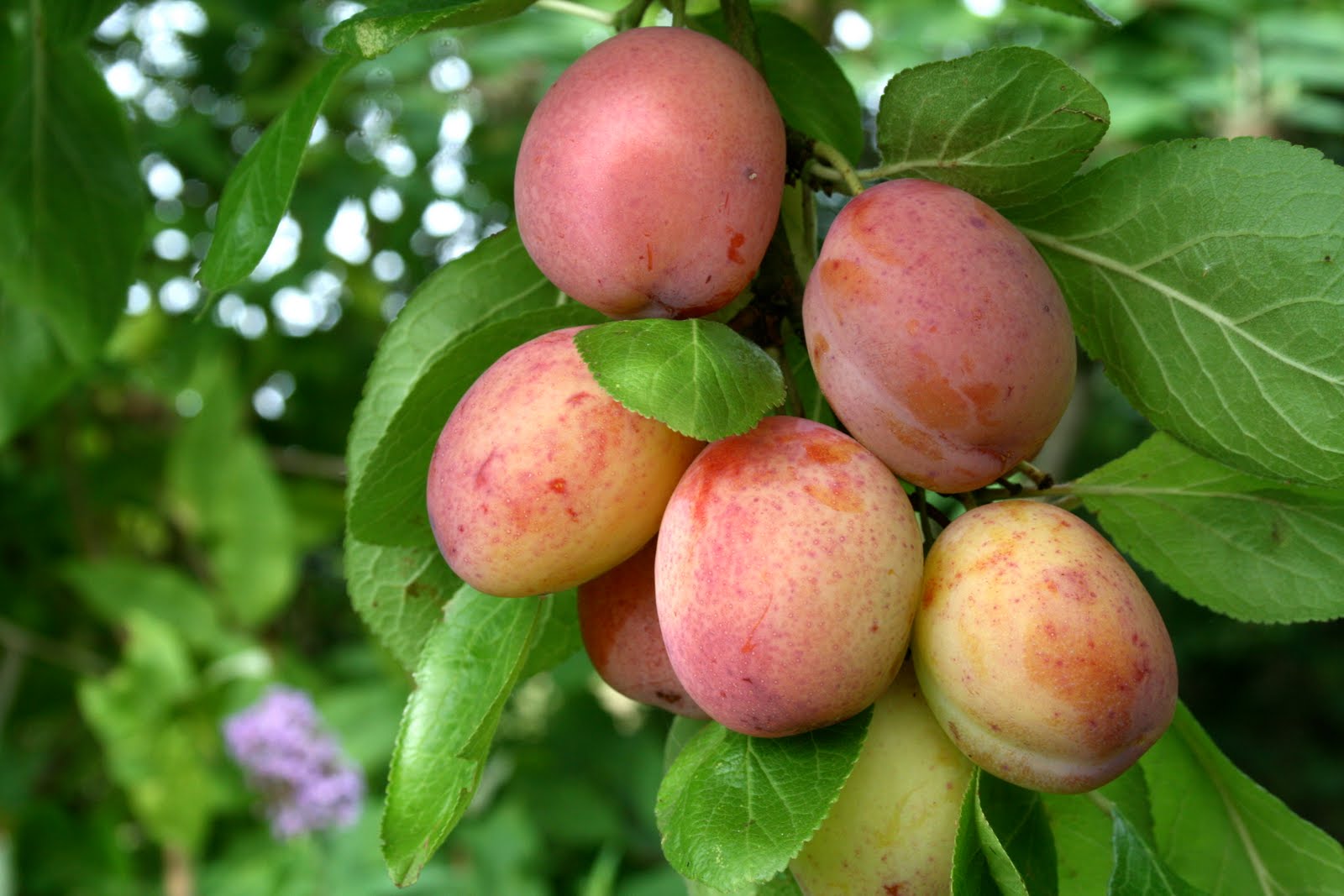 ONLINE WORK: Damson.... free wallpaper....