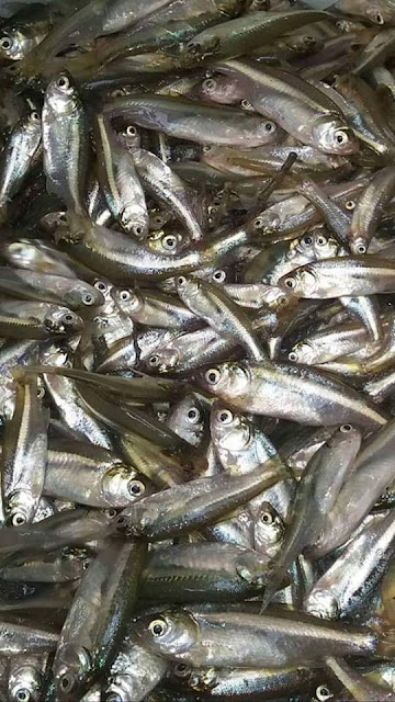 Popular Fishes In Odisha - Odia Khana Khazana | Odisha Recipes | Odisha ...