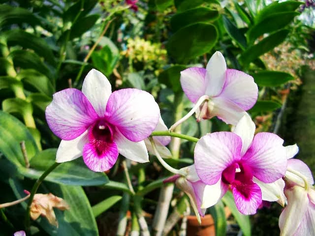 Anggrek dendrobium - KAWAN ABADI