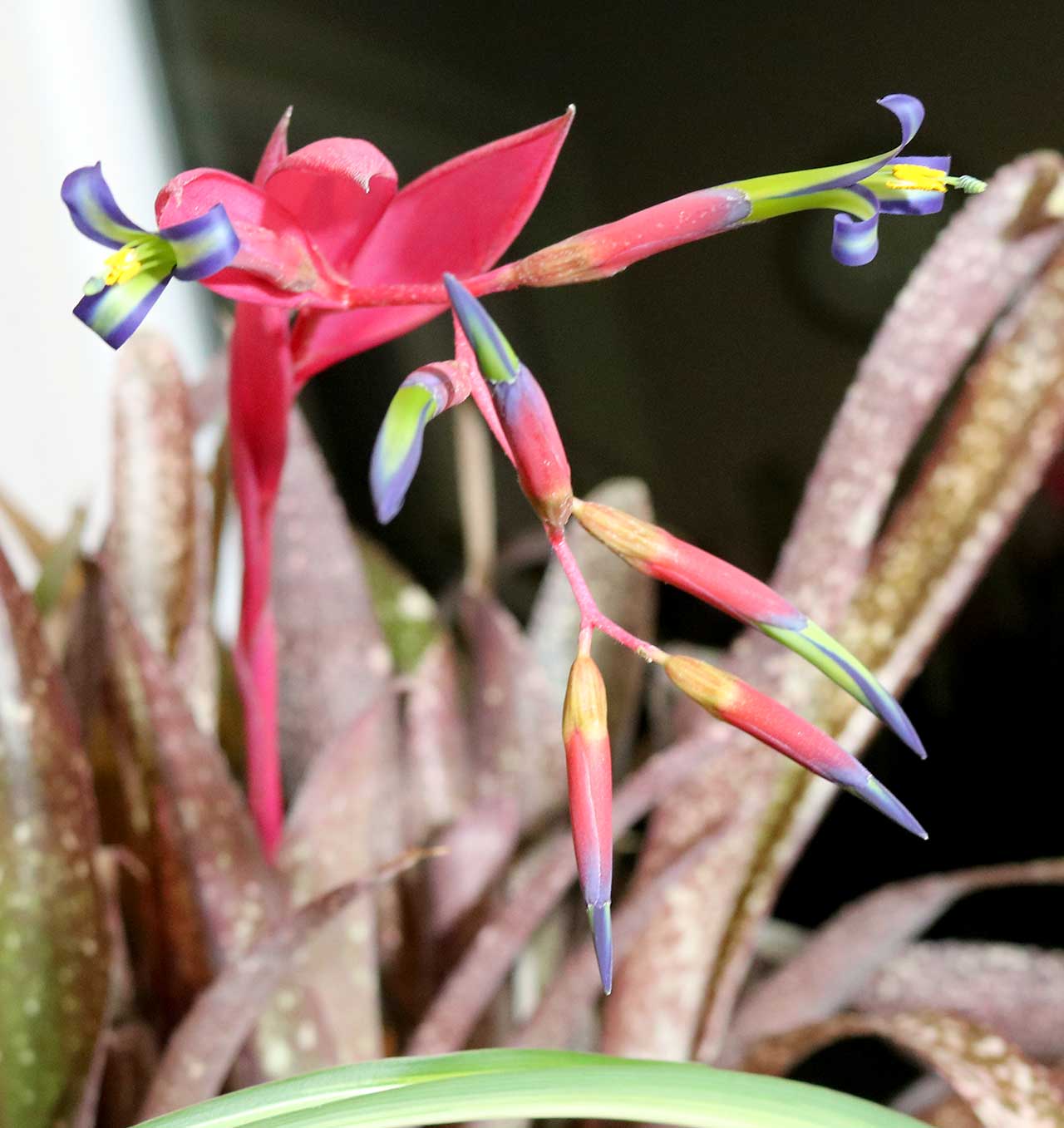 Poppular Photography: Queen of Tears Flowering for 2018