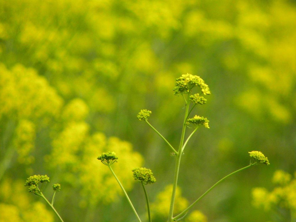 natuurrondleiding door een IVN-Natuurgids: wede