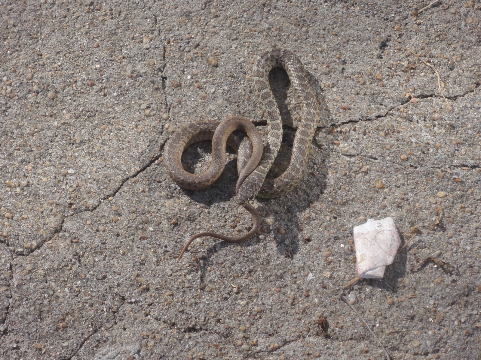 The Fearless Farm Frau: Snakes On A Farm