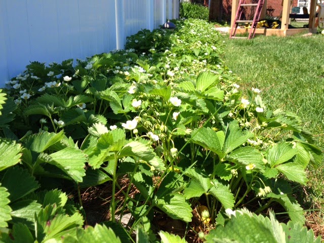The Little Backyard Farm: Growing Your Own Back Yard Organic Berry Garden