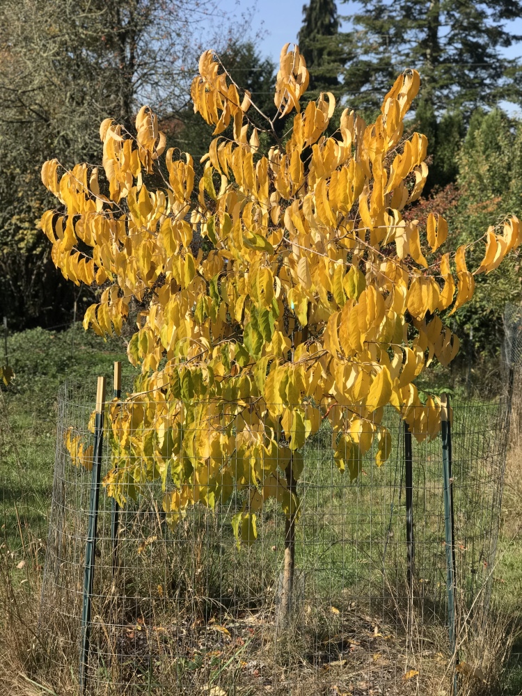 Daniel's Pacific NW Garden: American persimmon