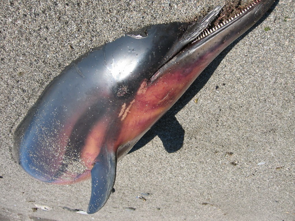 Supervivencia ef: Delfín Mular (Tursiops truncatus)