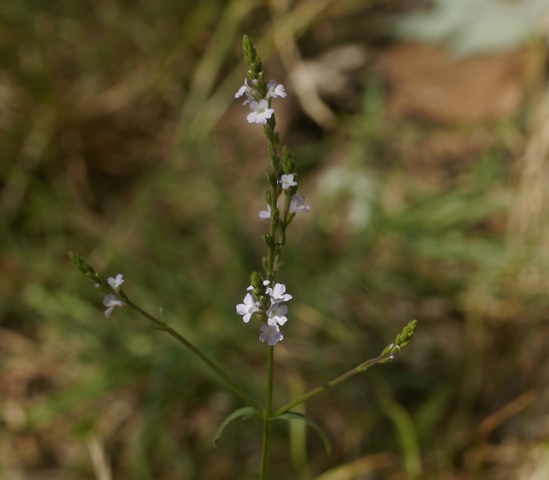 Instantes botánicos: Verbena Verbena officinalis