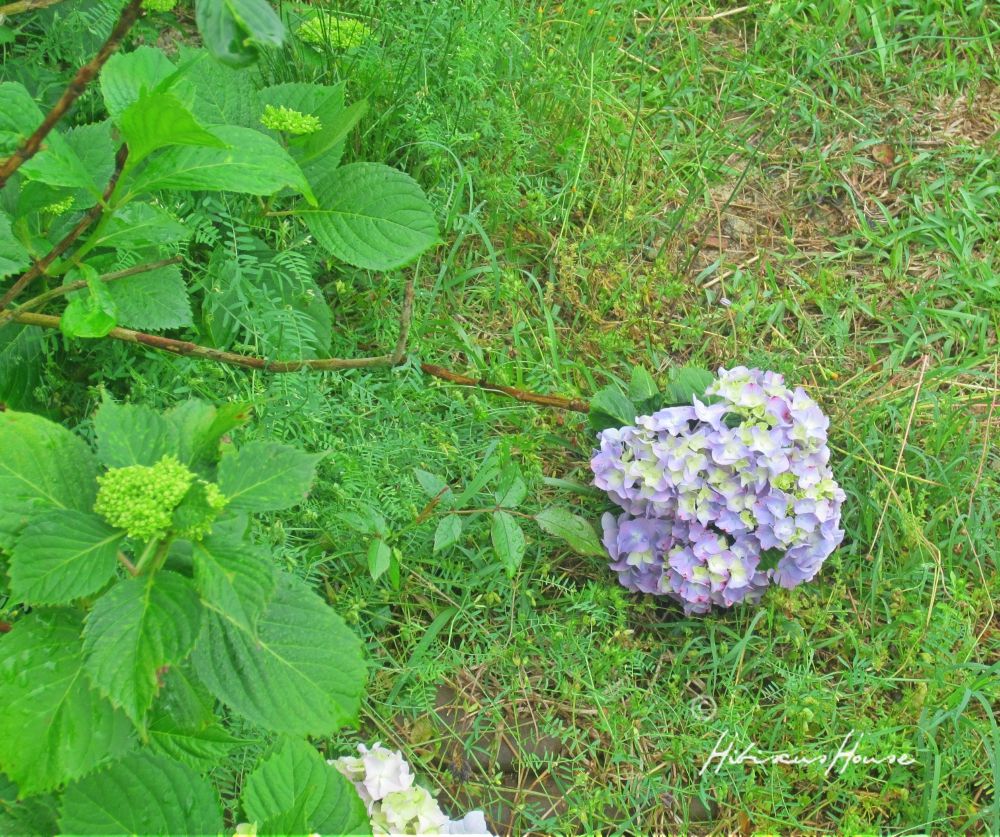 Hibiscus House: Morning Walk Hydrangeas In Full Bloom