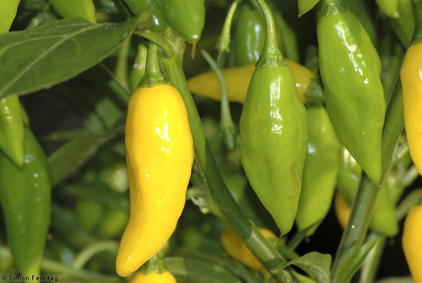 The Lima Peru LDS Temple Mission: Peruvian Hot Peppers and Dragon Wings