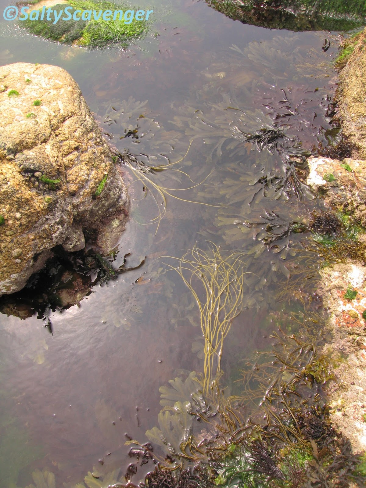 Rock Pooling: Rockpooling destination: Revisit West Penwith, June 2016