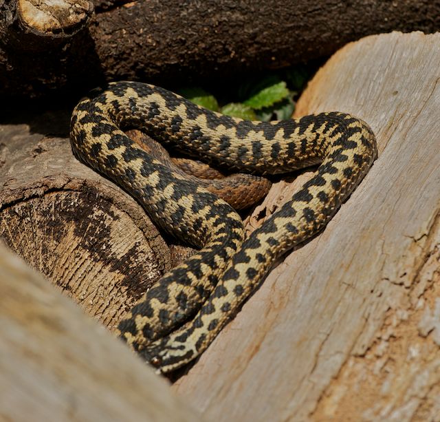 British Wildlife Centre ~ Keeper's Blog: Adder Identification