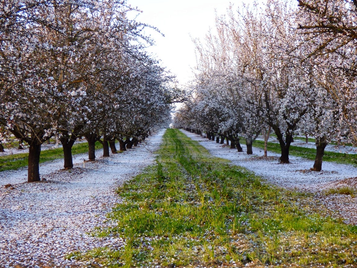 Geotripper: A Different Kind of "Snow" in California, and a Coming ...