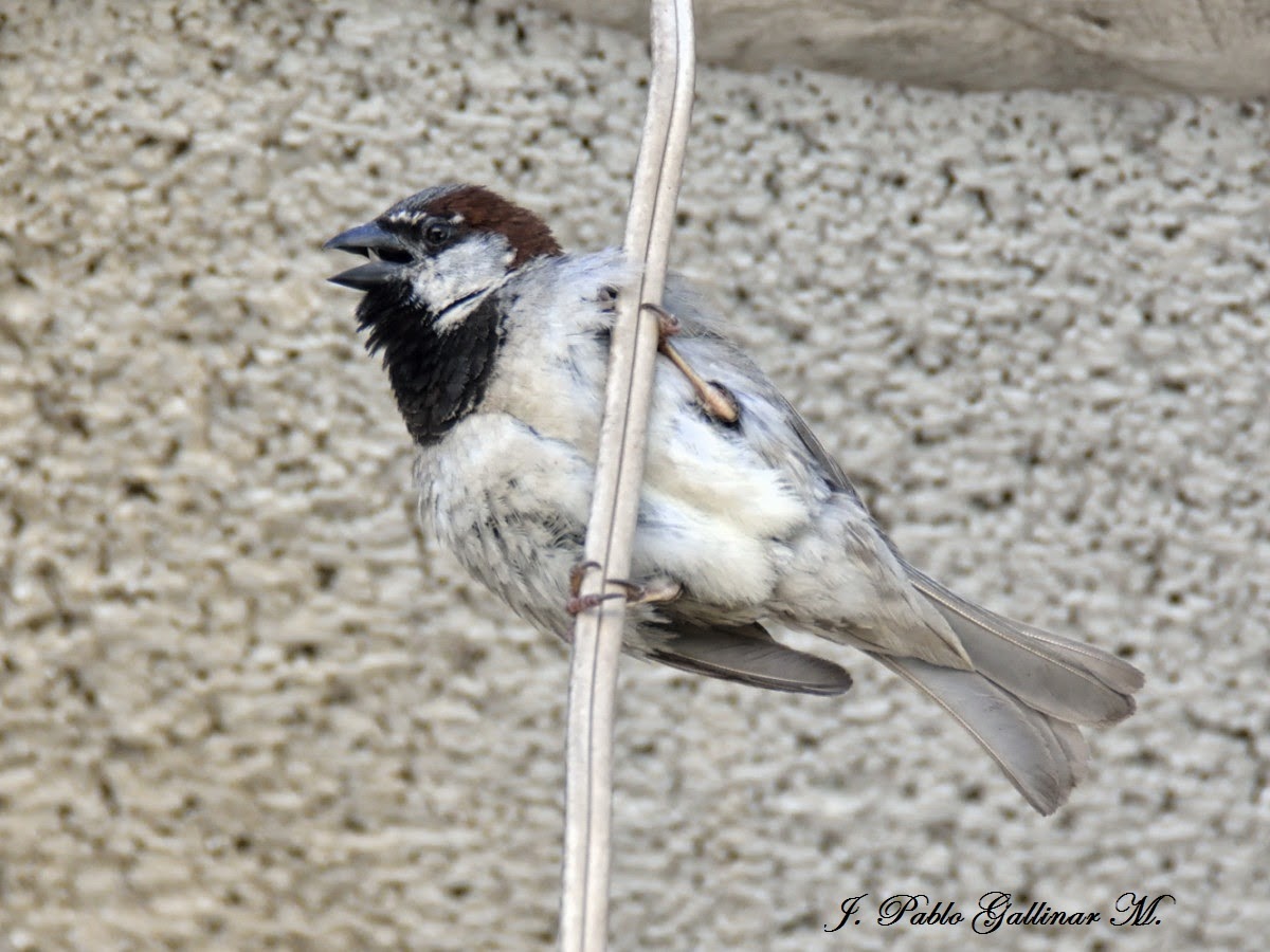 Fotocuates. . .: Pajarillo ...