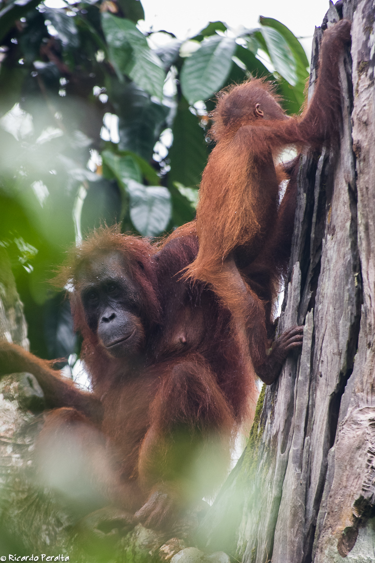 Ricardo Peralta. Fotógrafo de Naturaleza: Orangután de Borneo (Pongo ...