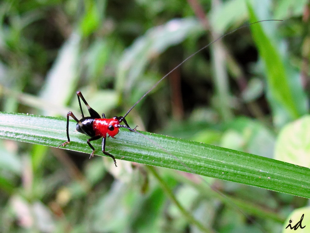 Indonesian Bugs & Others: Conocephalus melanus from Dago Pakar