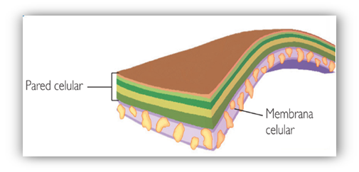 La Célula: Estructura Celular