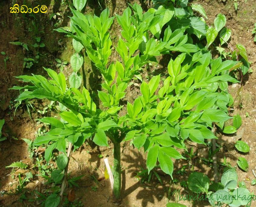 කිඩාරම් [Kidaram] (Amorphophallus paeoniifoliu) ~ අපේ ඔසුපැළ Medicinal ...