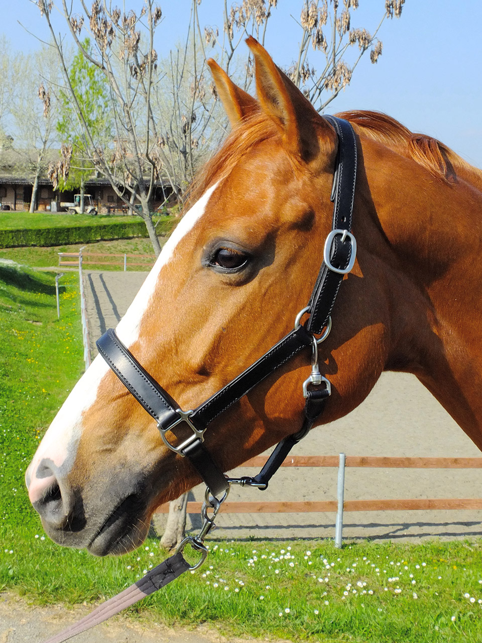 Sketches from the Saddlery - Leather items made in Italy: Black Leather ...