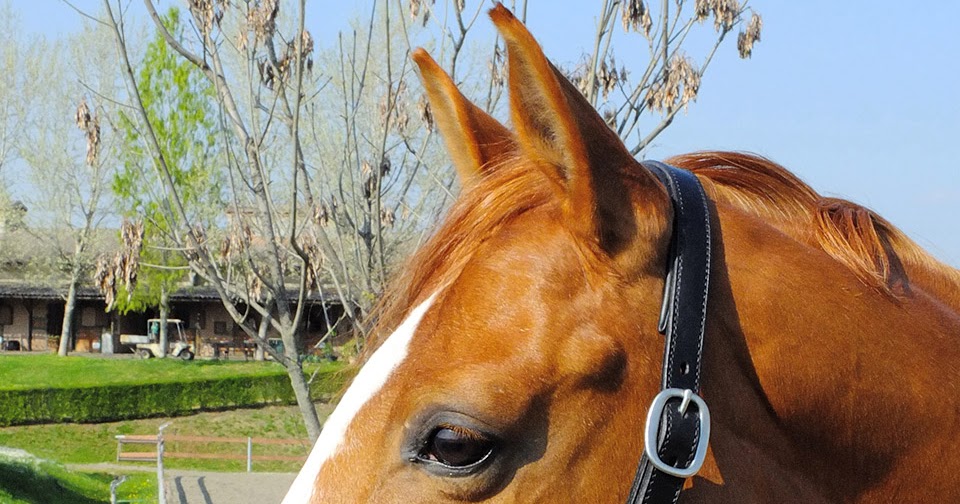 Sketches from the Saddlery - Leather items made in Italy: Black Leather ...